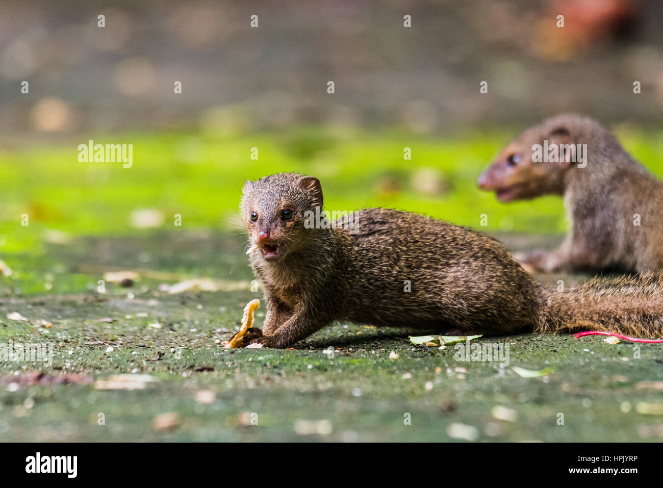 Indian grey mongoose prey hi-res stock photography and images - Alamy