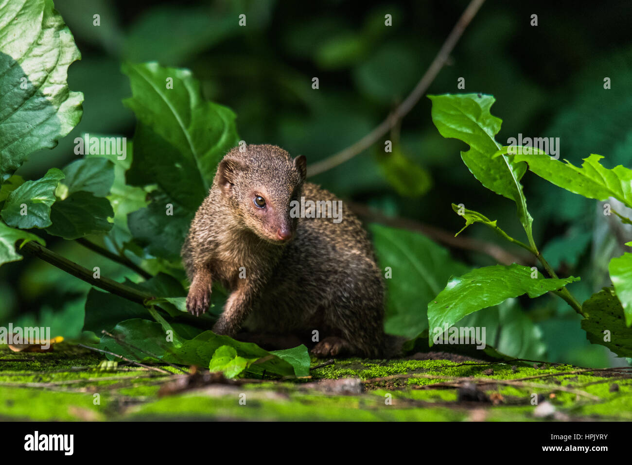 Indian grey mongoose prey hi-res stock photography and images - Alamy