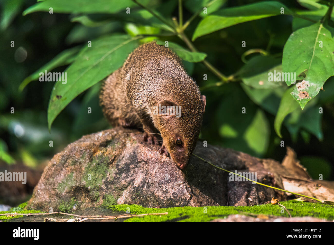 Small Indian Mongoose High Resolution Stock Photography and Images - Alamy
