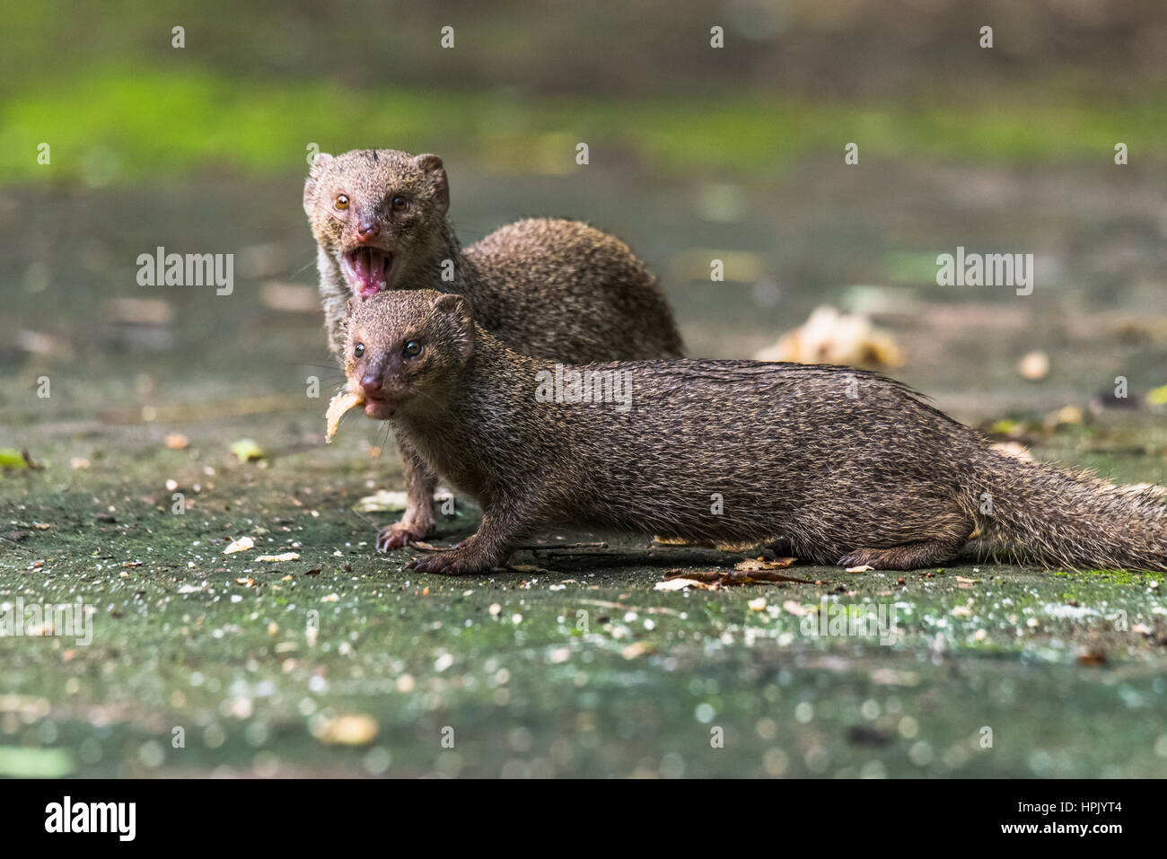 Indian grey mongoose prey hi-res stock photography and images - Alamy