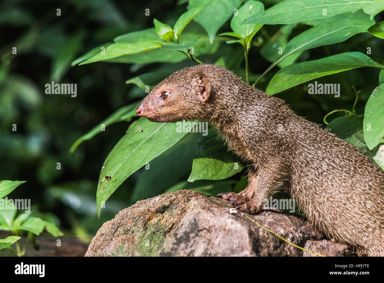 Indian Grey Mongooses Stock Photo - Alamy