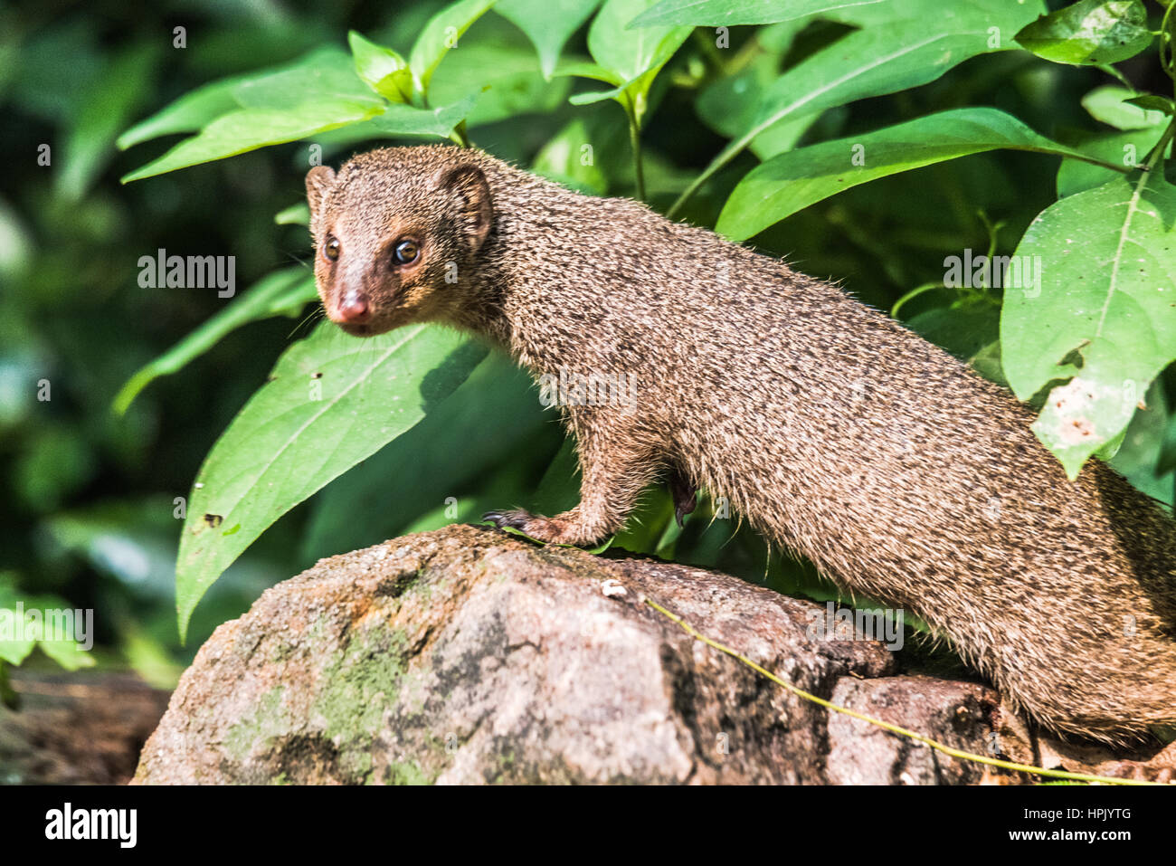 Indian Grey Mongooses Stock Photo - Alamy