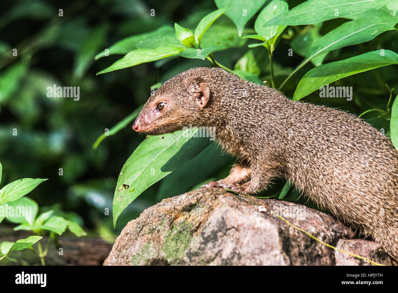 Indian grey mongoose prey hi-res stock photography and images - Alamy