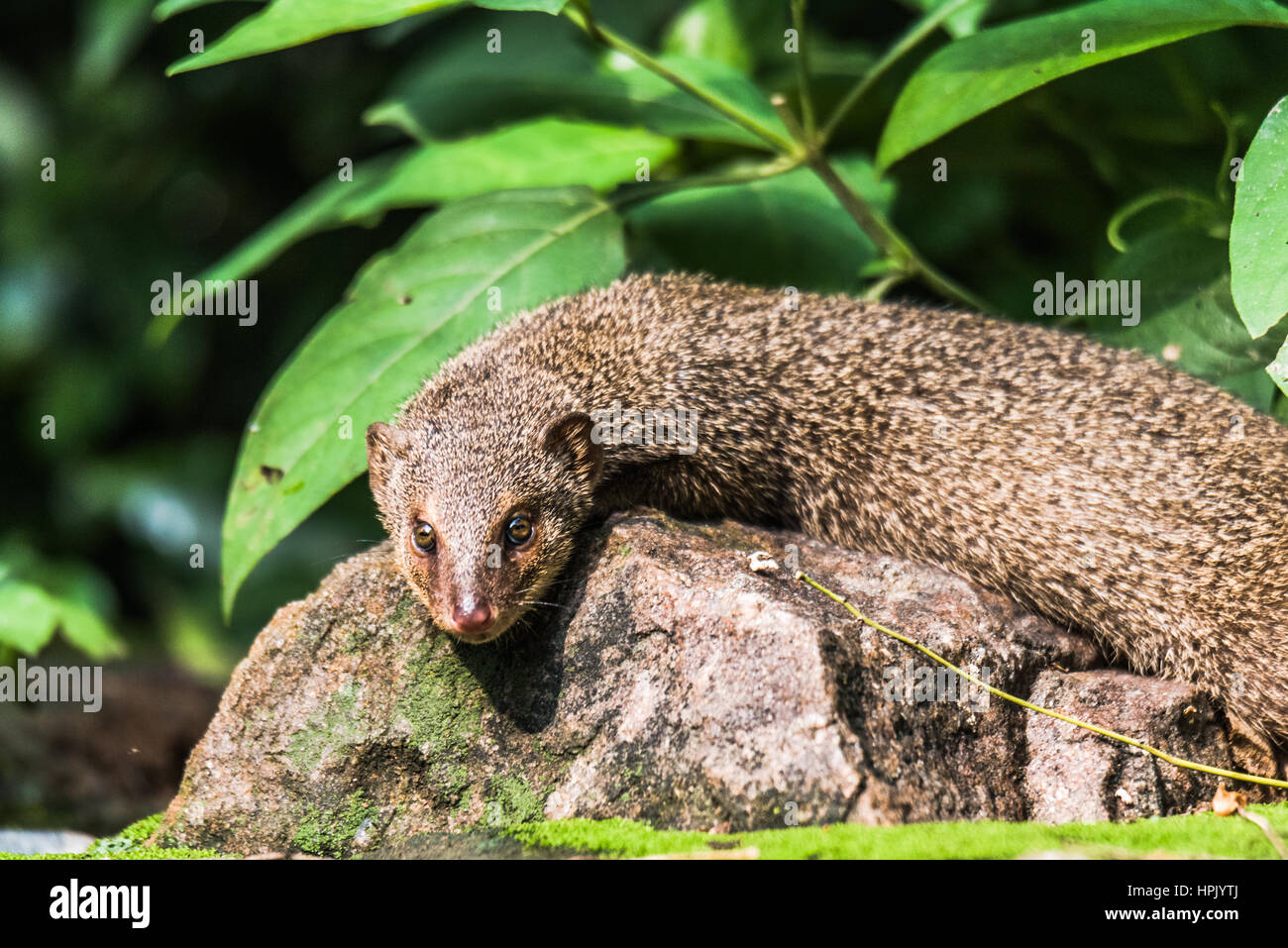 Indian grey mongoose prey hi-res stock photography and images - Alamy