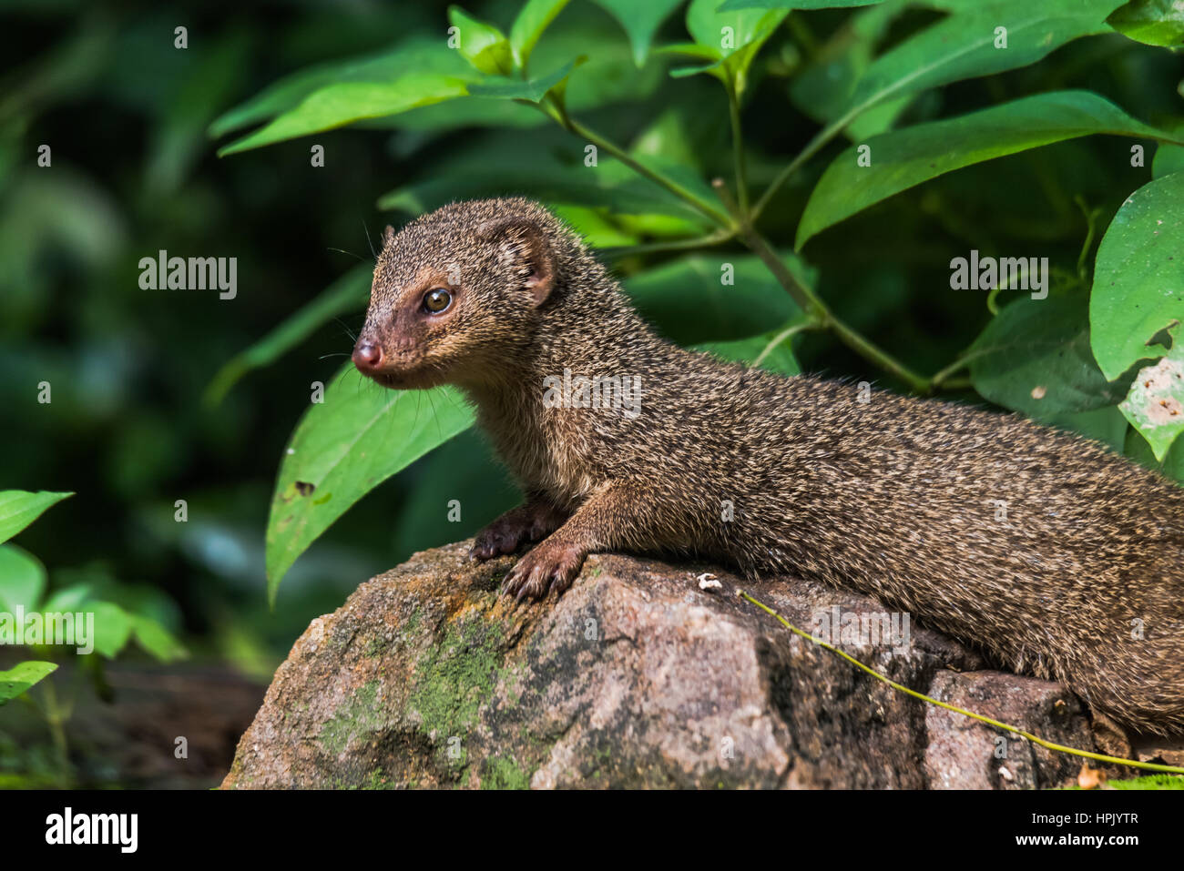 Indian Grey Mongooses Stock Photo - Alamy