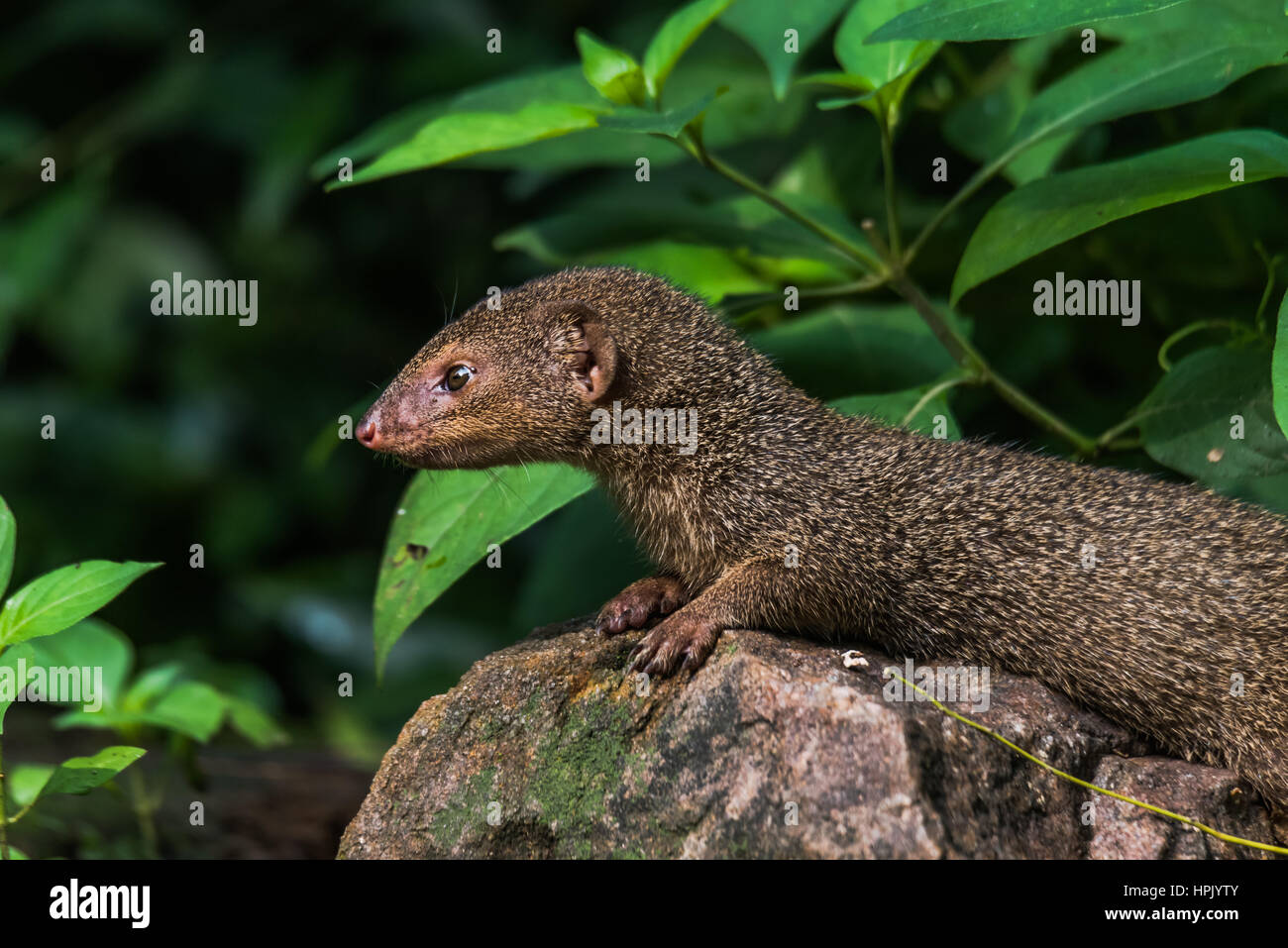 Indian grey mongoose prey hi-res stock photography and images - Alamy