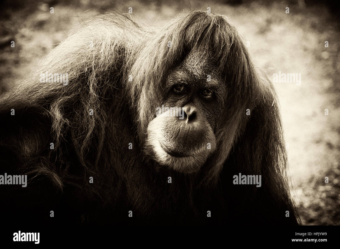 Genus Pongo High Resolution Stock Photography and Images - Alamy