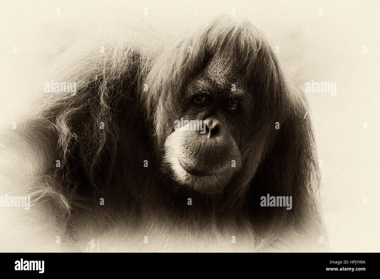 Genus pongo hi-res stock photography and images - Alamy