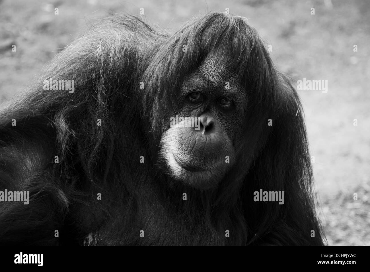 Orangutan photos Black and White Stock Photos & Images - Alamy