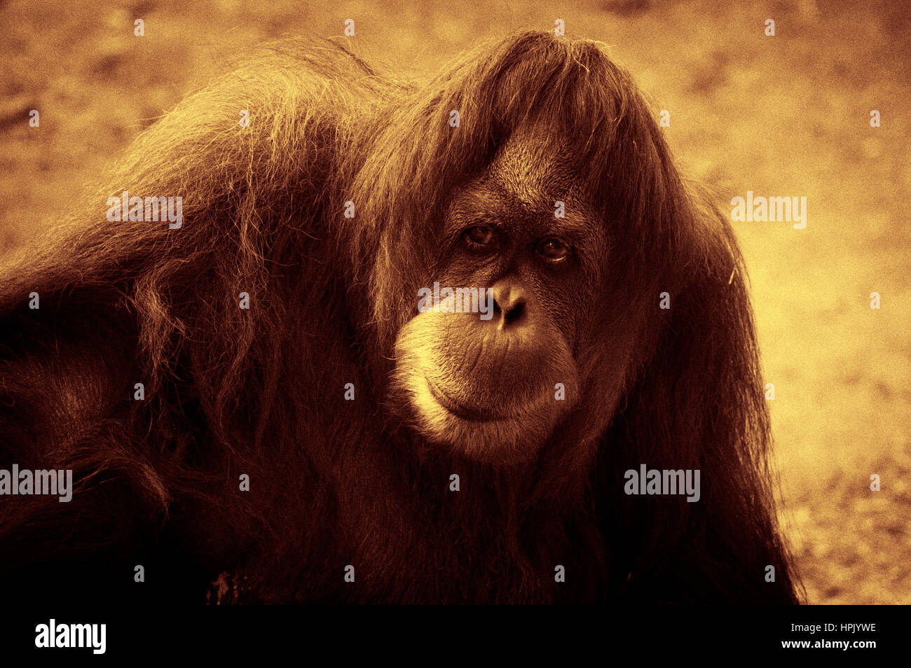 Pongo genus hi-res stock photography and images - Alamy