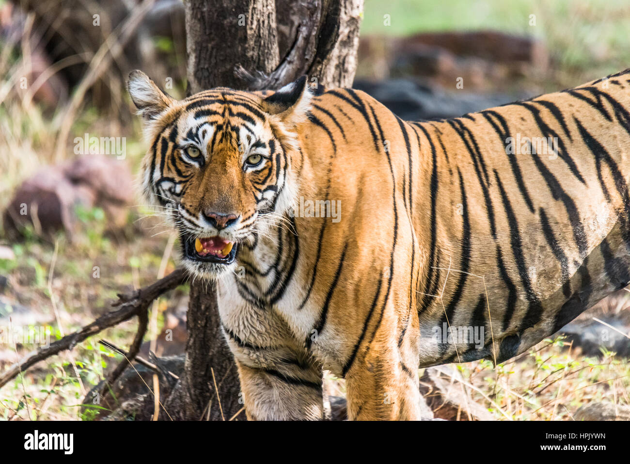 Tigress named Krishna from Ranthambore Tiger Reserve Stock Photo - Alamy