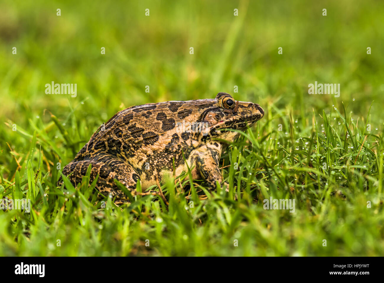 Indian bull hi-res stock photography and images - Alamy