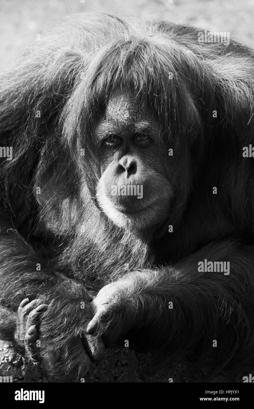 1 orangutan Black and White Stock Photos & Images - Alamy
