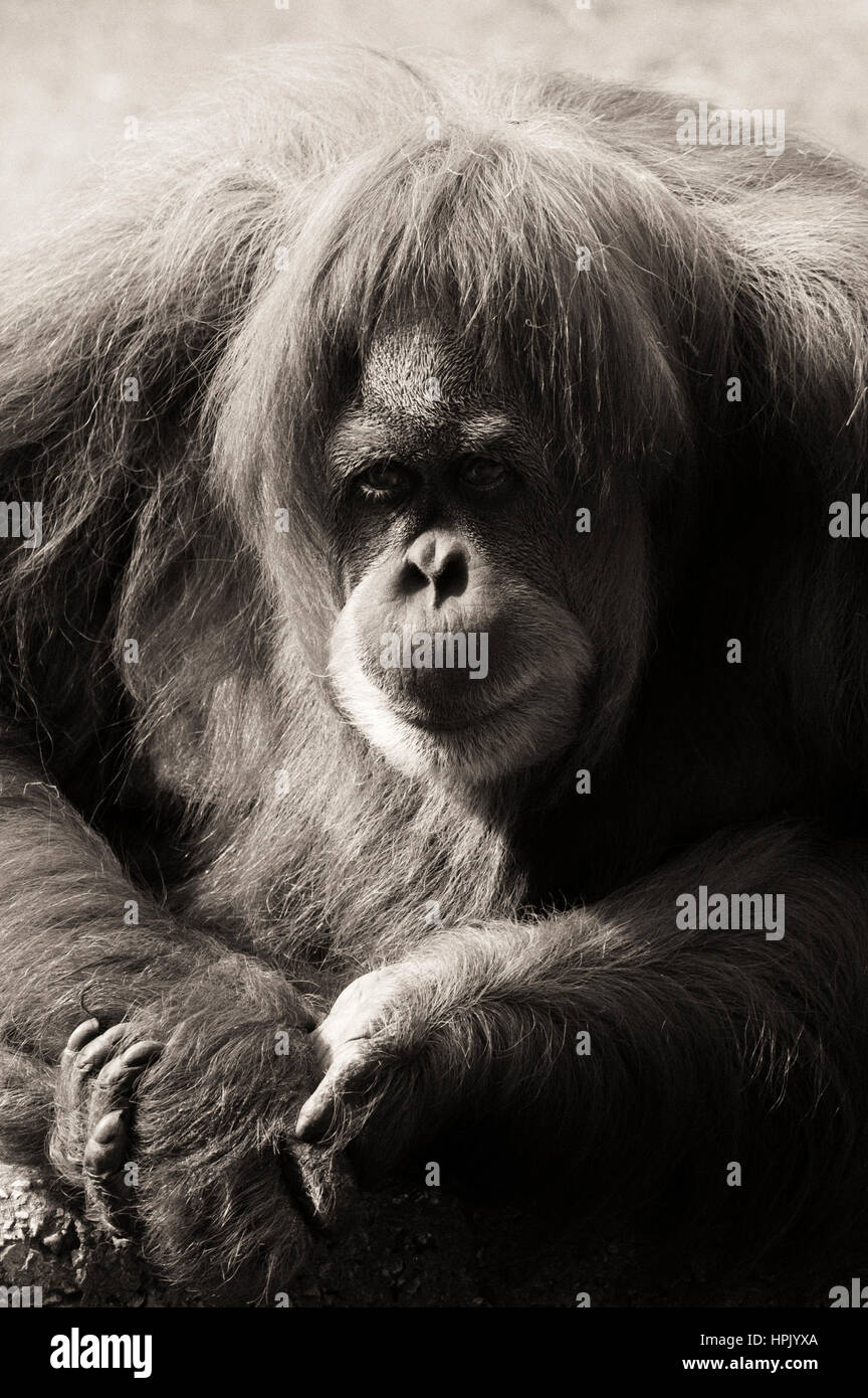 Pongo genus hi-res stock photography and images - Alamy