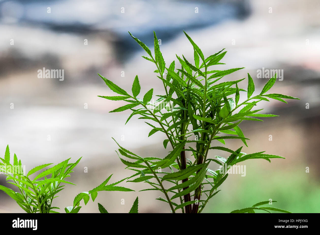 Marigold leaves hi-res stock photography and images - Alamy