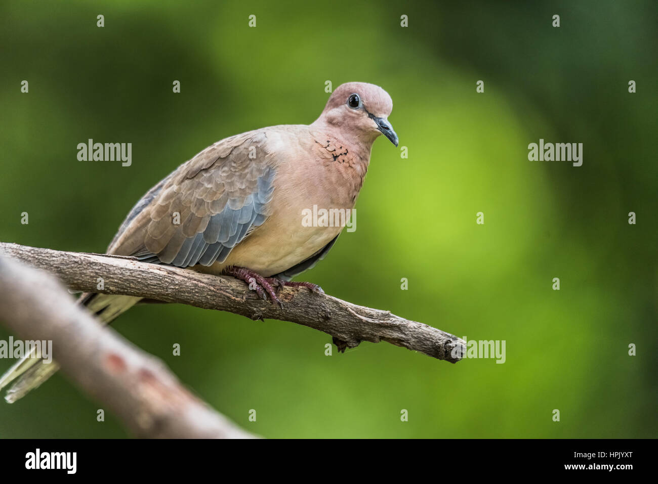 Laughing Dove perched Stock Photo - Alamy