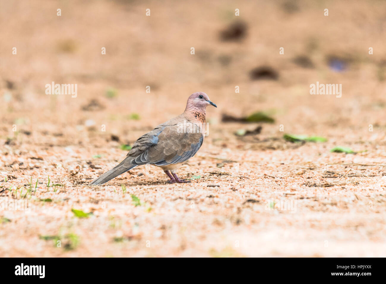Small dove species hi-res stock photography and images - Alamy