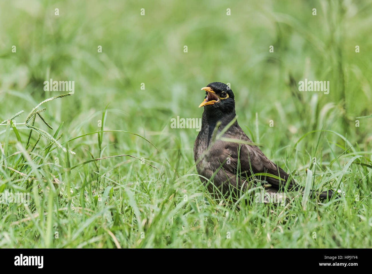 Myna In Flight High Resolution Stock Photography and Images - Alamy