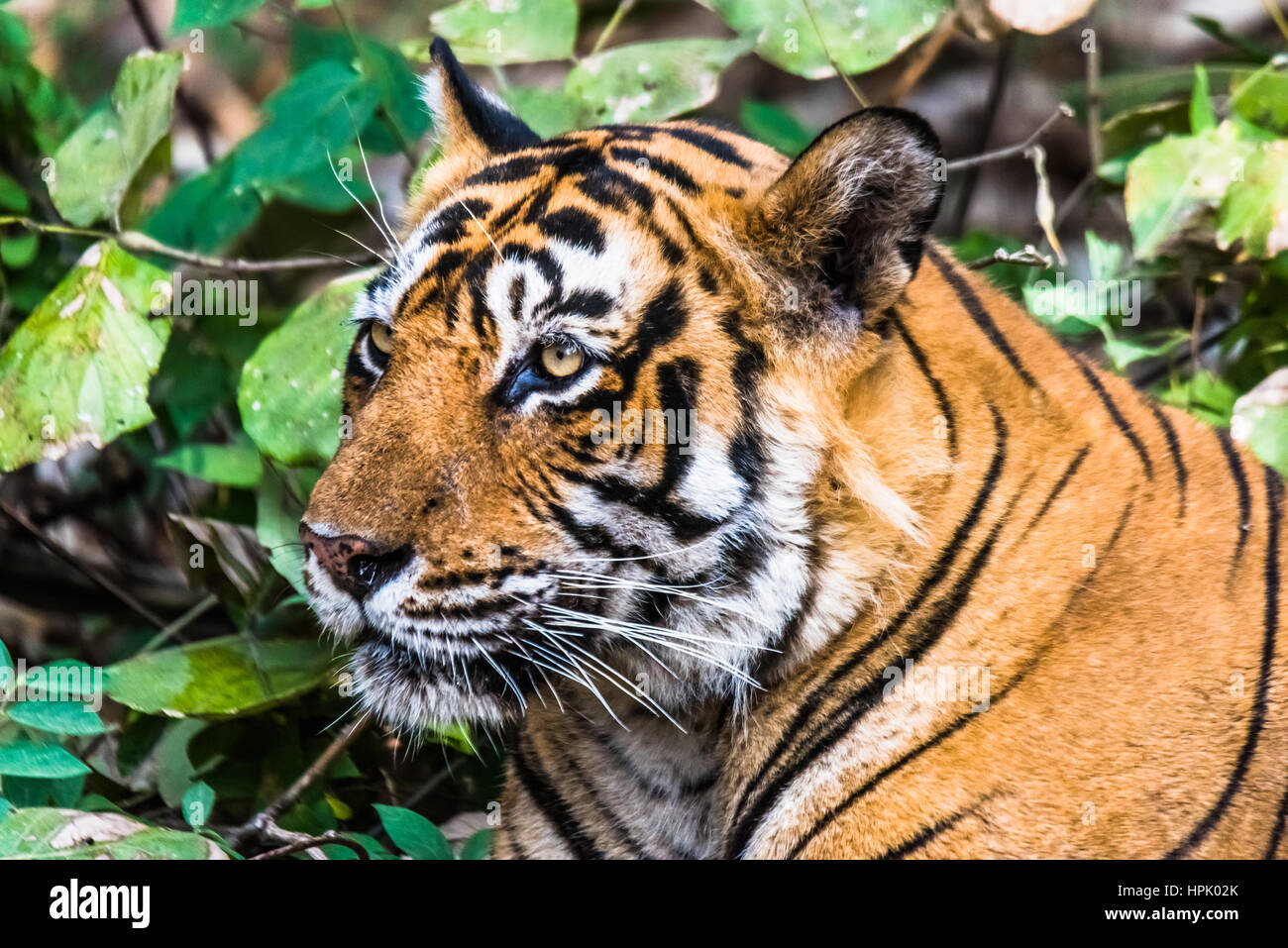 Portrait of royal bengal tiger hi-res stock photography and images - Alamy