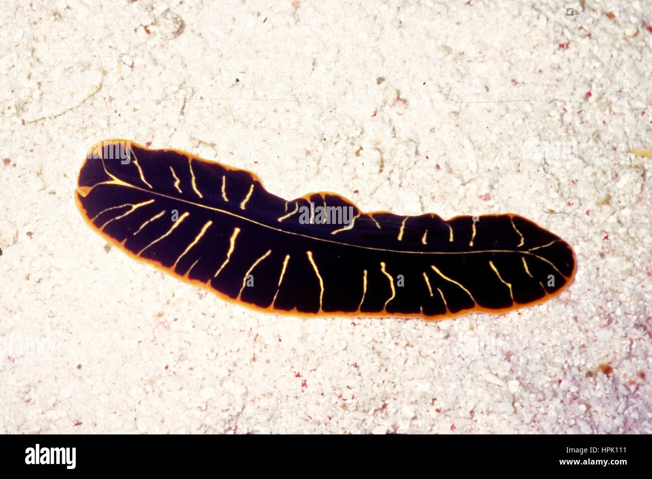 Best tiger flatworm picture hi-res stock photography and images - Alamy