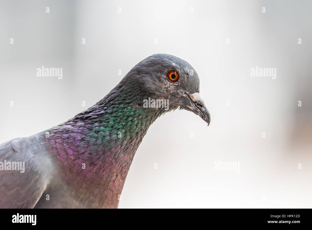 Domestic pigeon profile hi-res stock photography and images - Alamy