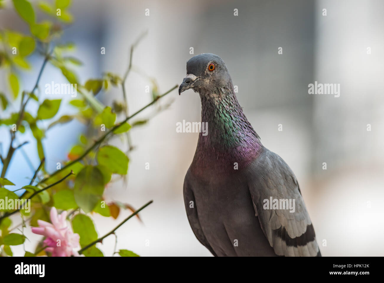 Domestic pigeon profile hi-res stock photography and images - Alamy