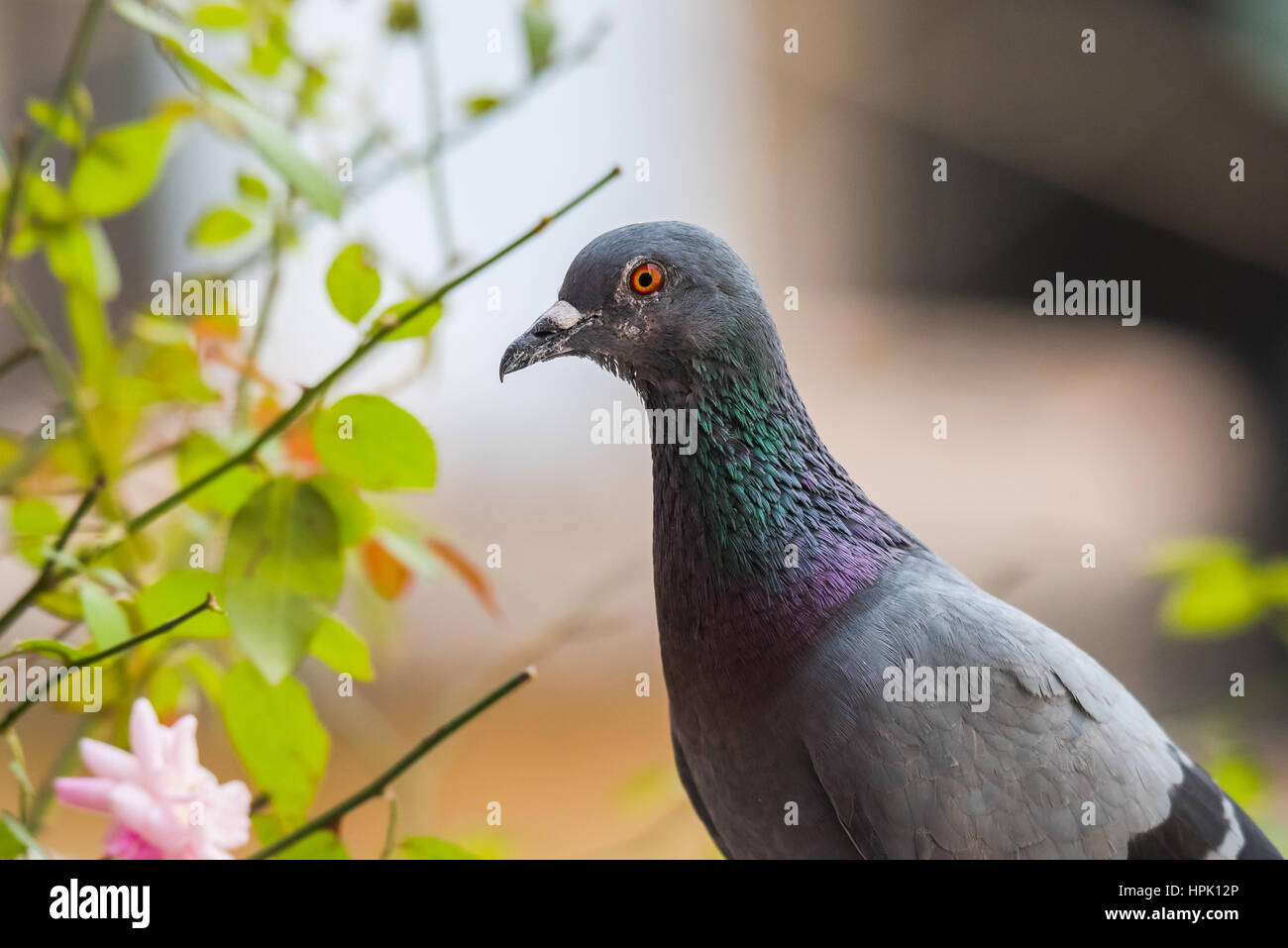 Domestic pigeon profile hi-res stock photography and images - Alamy
