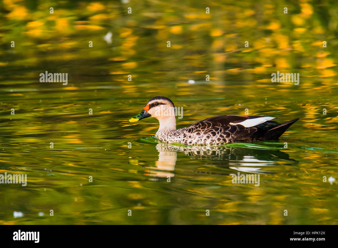 Orange billed duck hi-res stock photography and images - Alamy