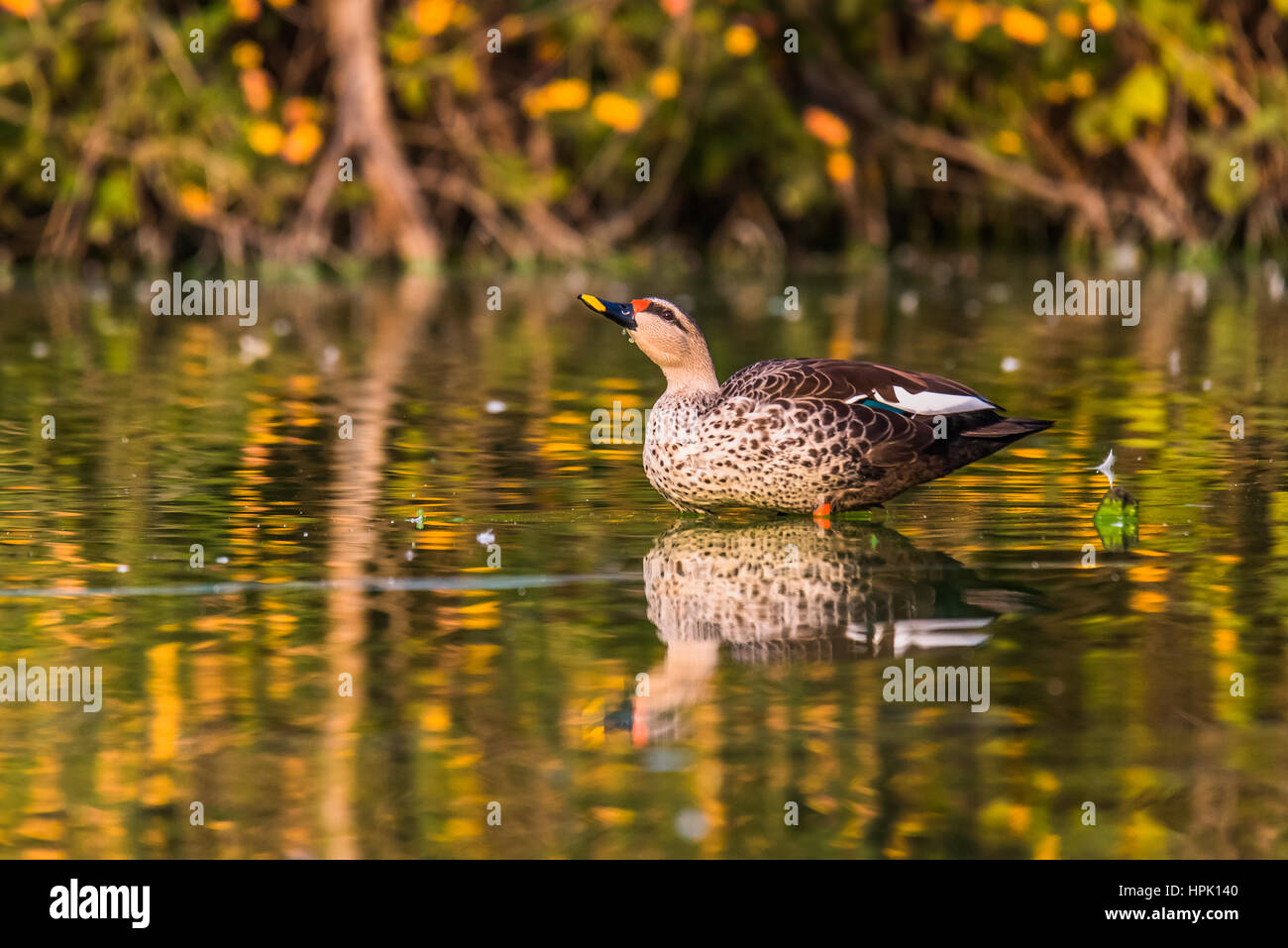 Waterfowl web footed wetland hi-res stock photography and images - Alamy
