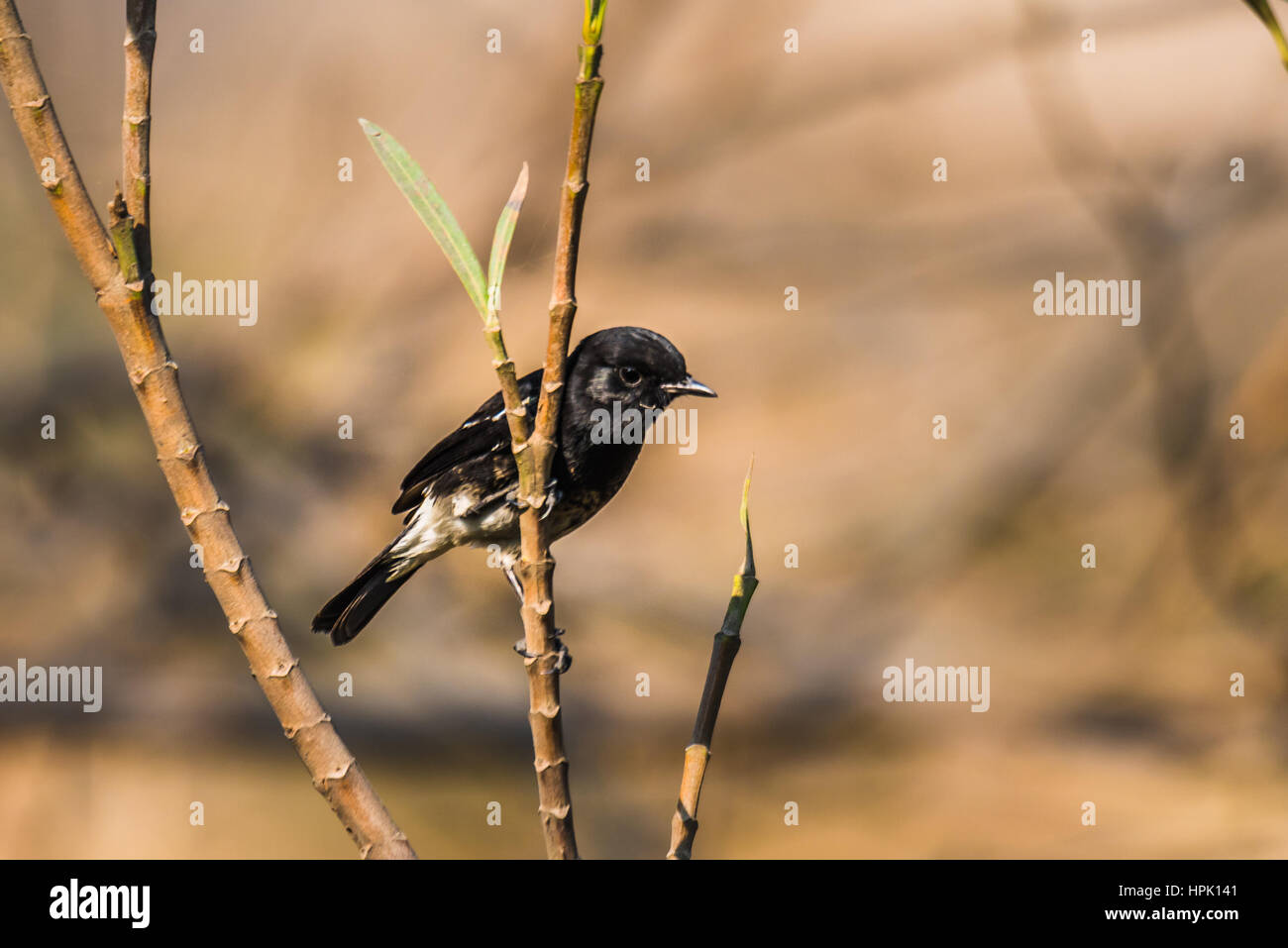 Pied Bush chat peched & curious to stating to lens Stock Photo - Alamy