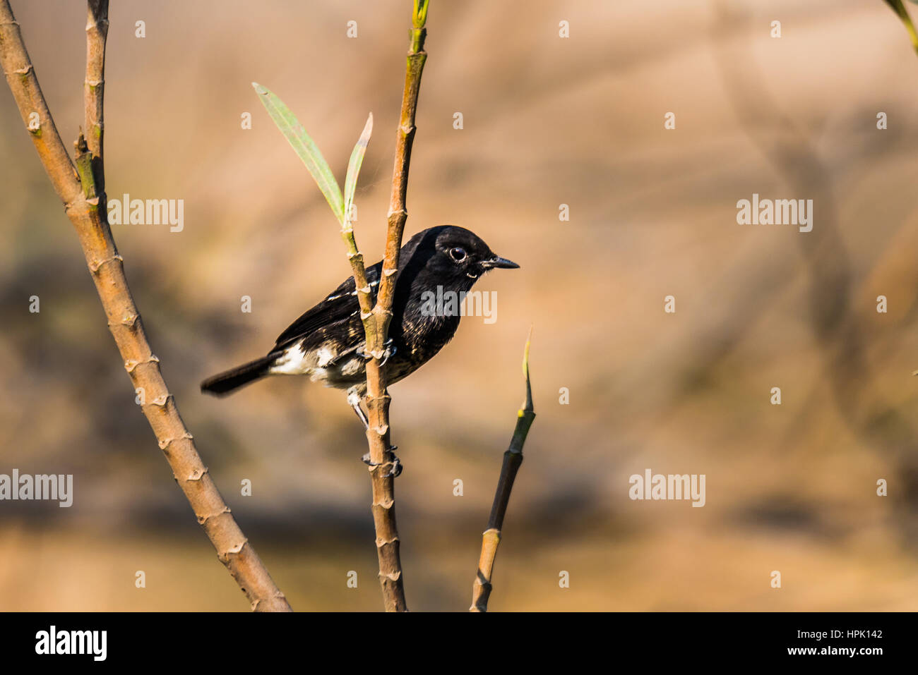 Peched bird hi-res stock photography and images - Alamy