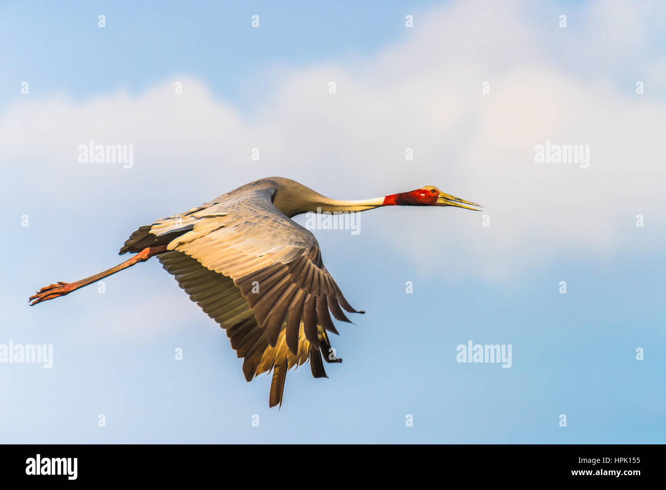 Sarus crane flying isolated in blue skye Stock Photo - Alamy