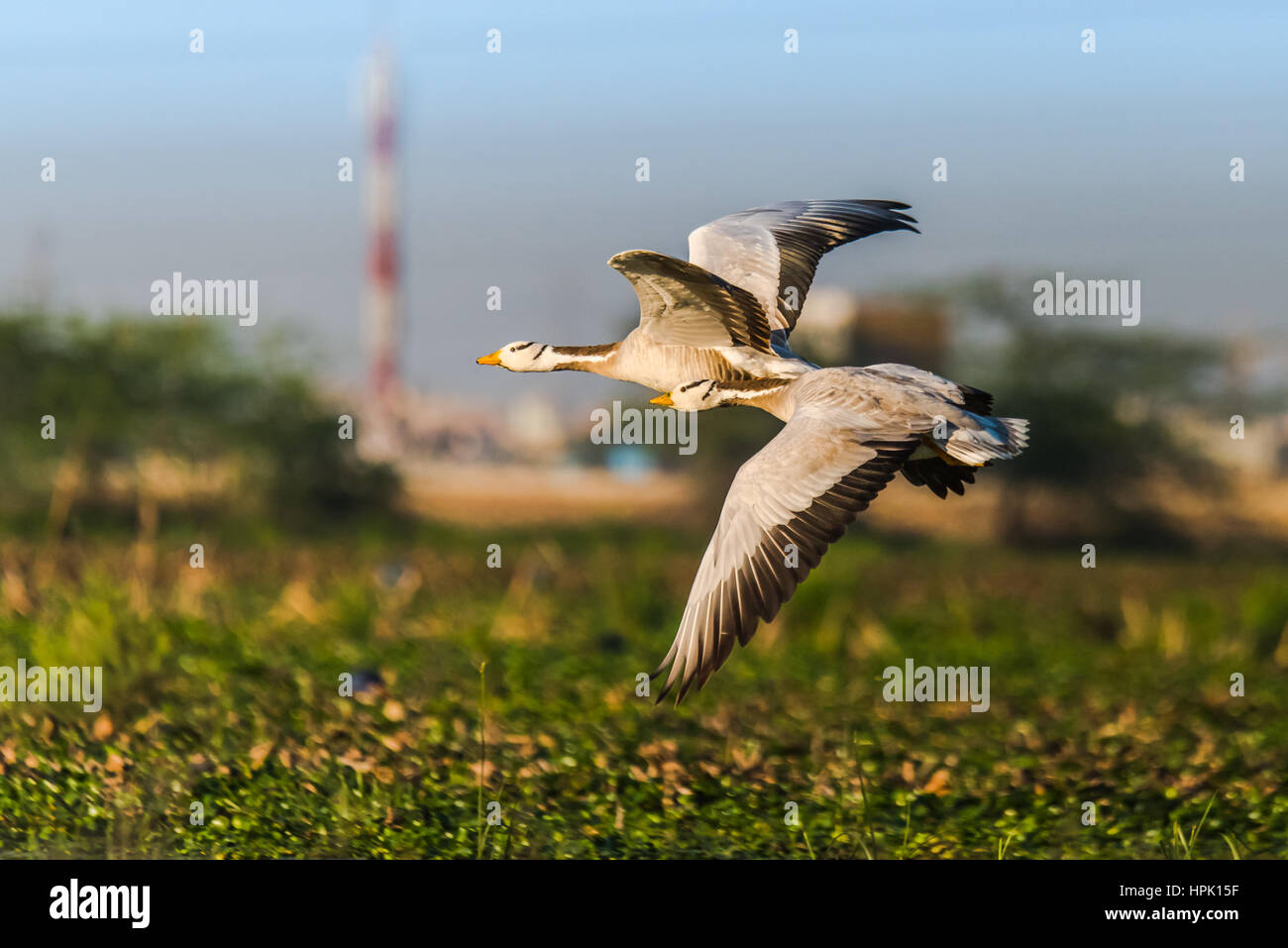 Bar headed goose flying Stock Photo - Alamy