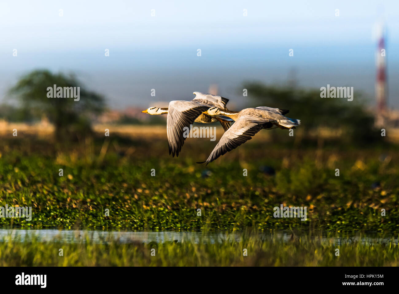 Migratory birds flying hi-res stock photography and images - Alamy