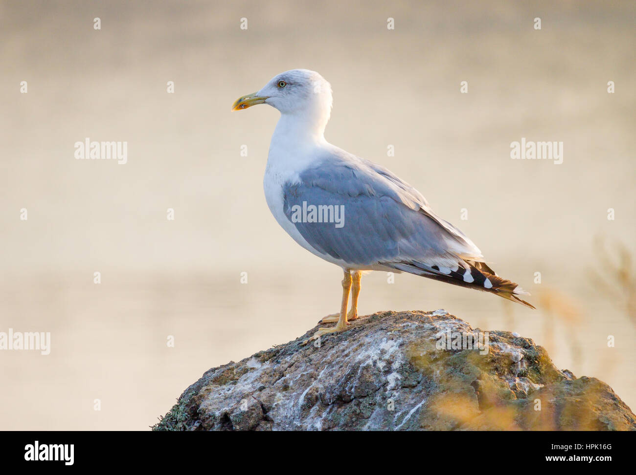 The European herring gull (Larus argentatus) sitting on the stone over ...