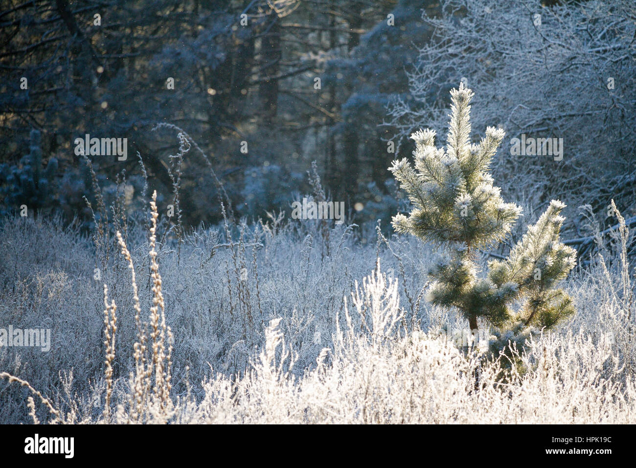 Snow tree forest hi-res stock photography and images - Alamy