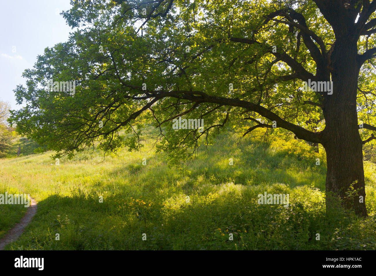 Big single oak tree with fresh green leaves on steppe hills with green ...