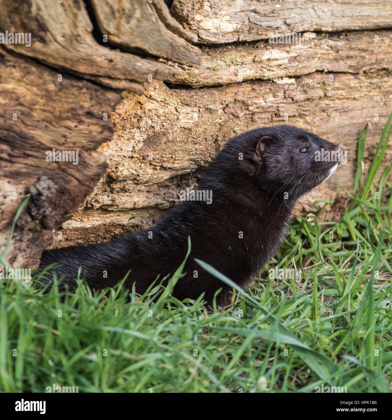 American mink (Neovison vison). Close up shot of head Stock Photo - Alamy