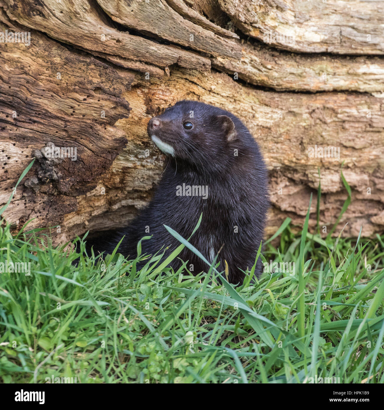 American mink (Neovison vison). Close up shot of head Stock Photo - Alamy