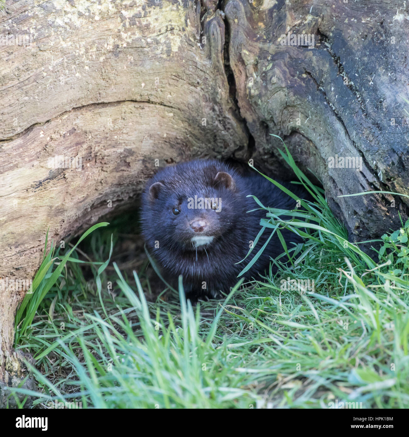 American mink head mustela vison hi-res stock photography and images ...