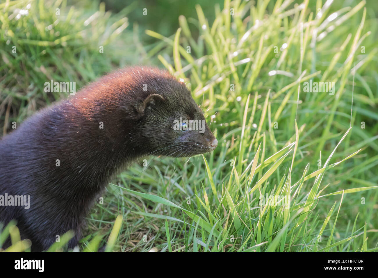 American mink (Neovison vison). Close up shot of head Stock Photo - Alamy