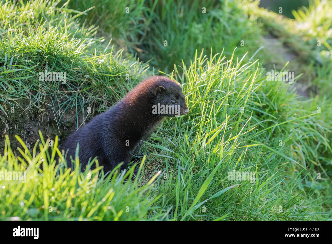 American mink (Neovison vison). Close up shot of head Stock Photo - Alamy