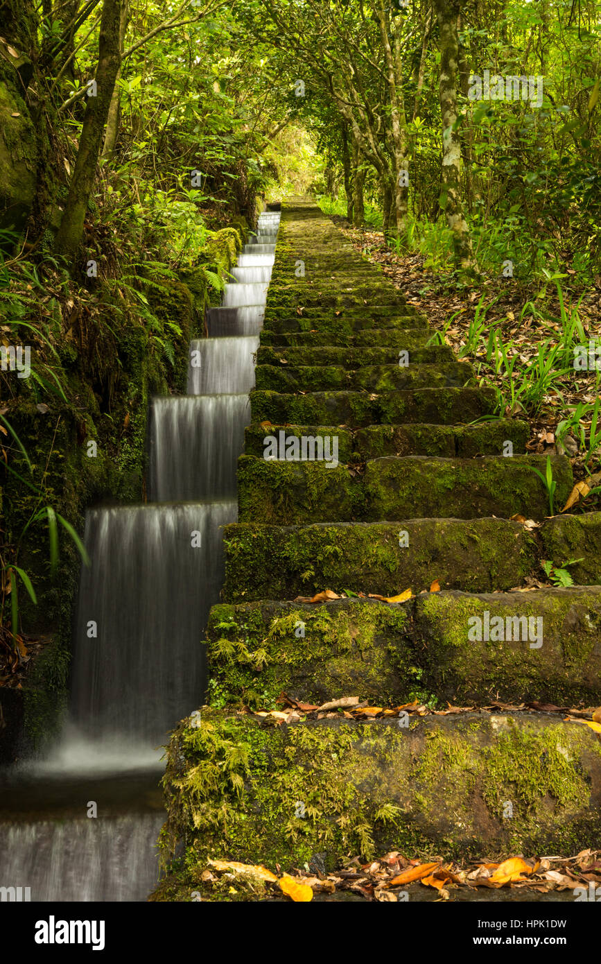 Levada, irrigation system on Madeira island Stock Photo - Alamy