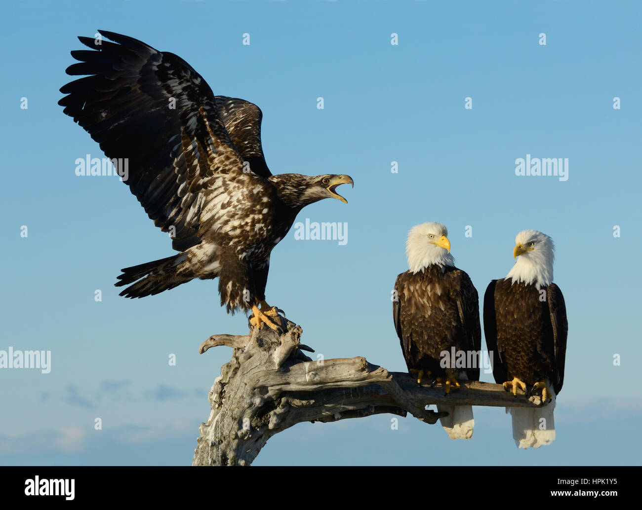 Three Bald Eagles, one juvenile and two full grown, on a perch with blue sky in the background ...