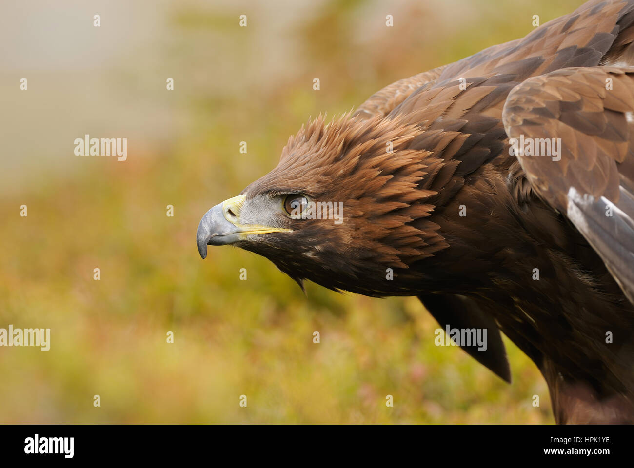 Portrait of a young Golden Eagle with Autumn colored vegetation in the ...