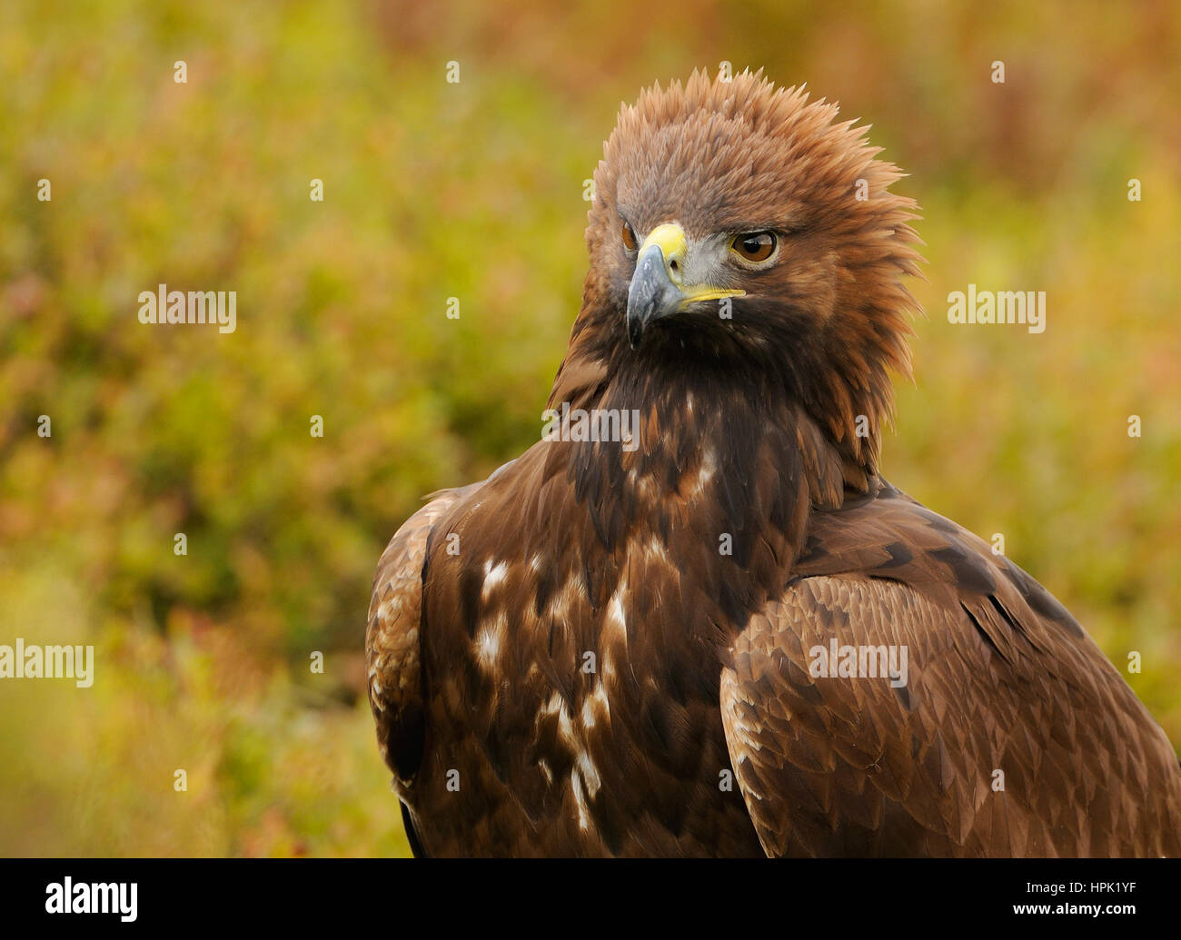 Portrait of a young Golden Eagle with Autumn colored vegetation in the ...