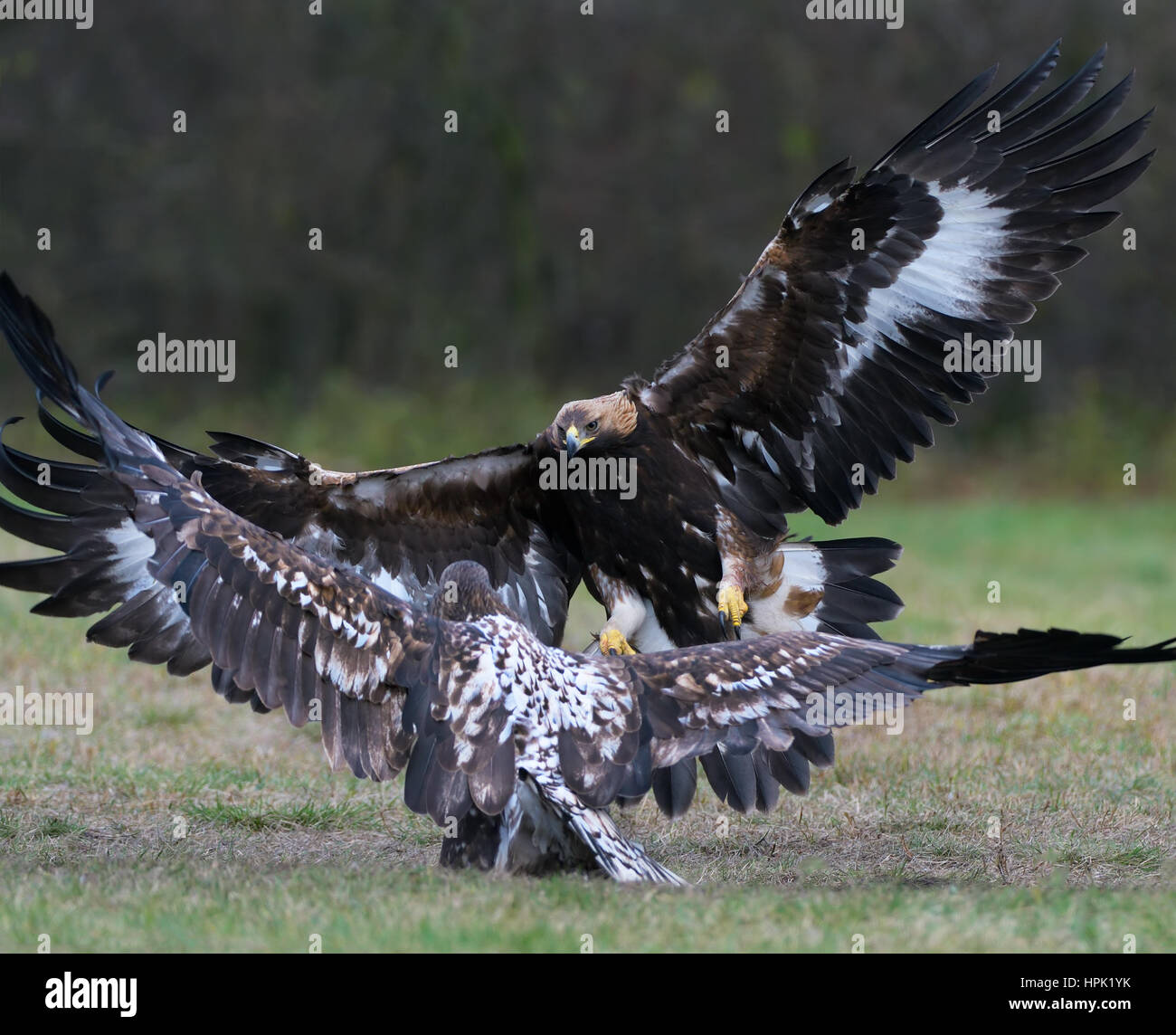 Stellers Sea Eagle on the floating ice in Nemuro Strait a few miles ...