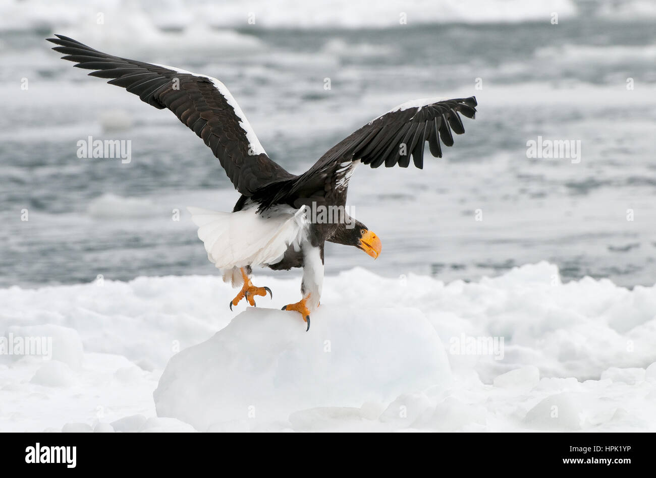 Stellers Sea Eagle on the floating ice in Nemuro Strait a few miles ...