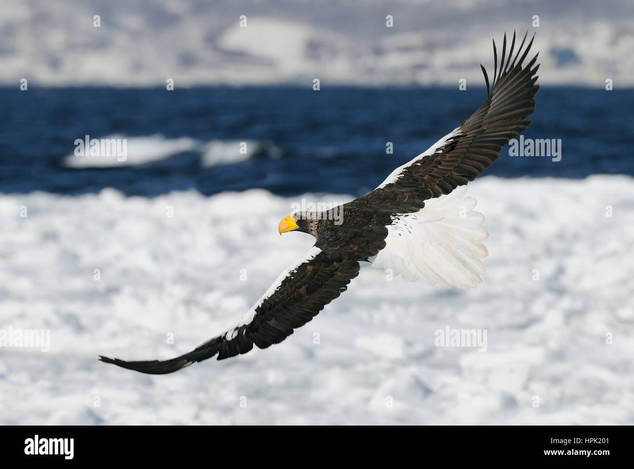 Stellers Sea Eagle on the floating ice in Nemuro Strait a few miles ...