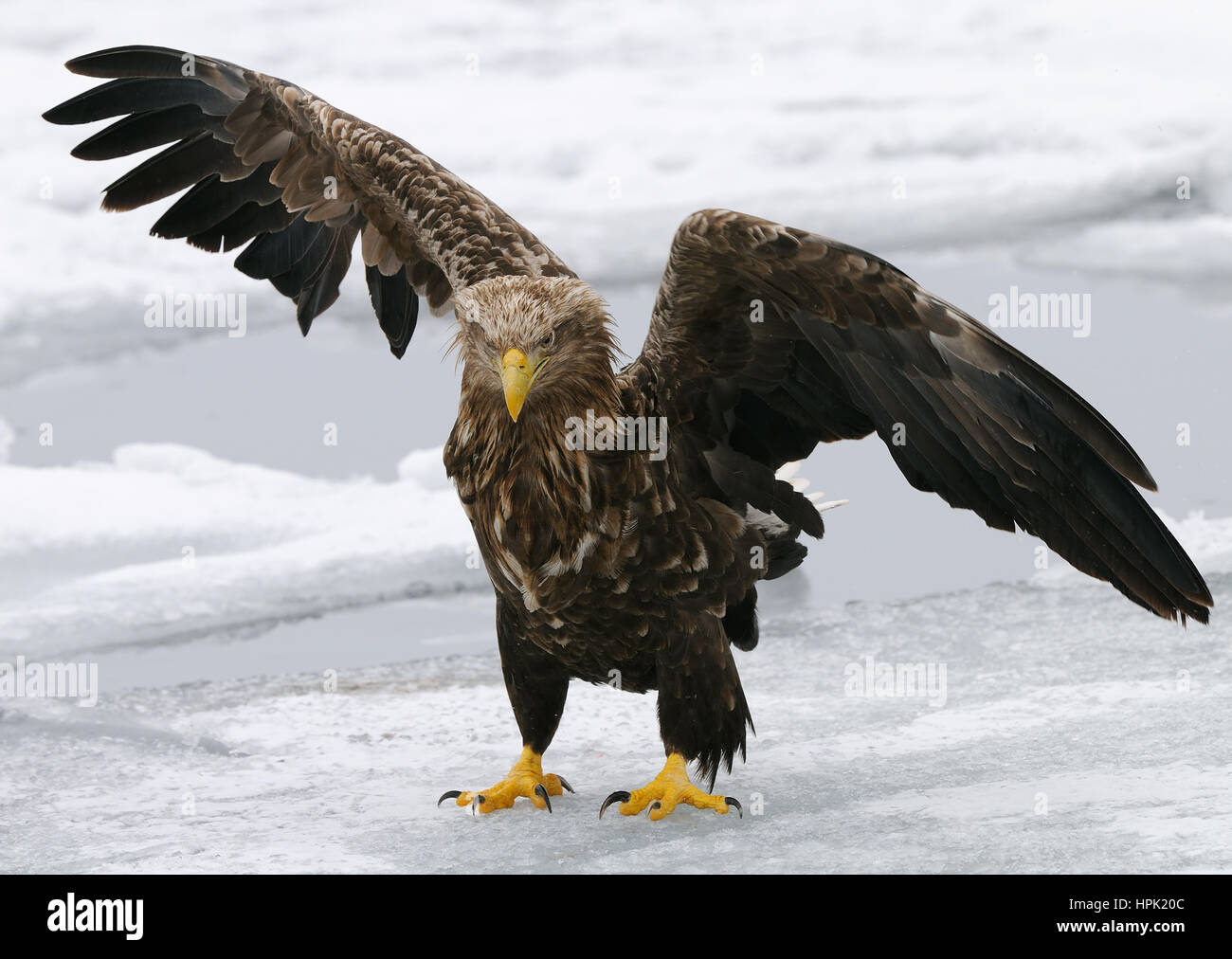 White-tailed aka Sea Eagle on the floating ice in Nemuro Strait a few ...